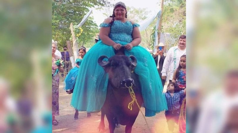 Un corcel diferente: Quinceañera llega en búfalo a su fiesta de cumpleaños