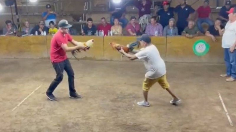 Gallo se lanza contra su dueño en plena pelea y le abre una pierna