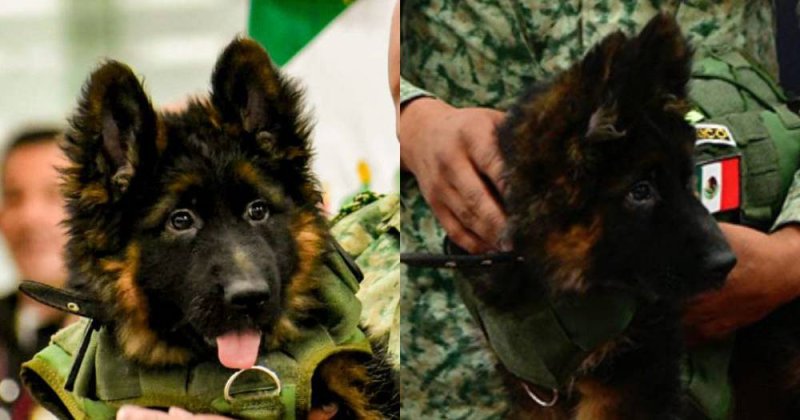 Mexicanos eligen el nombre del binomio canino que Turquía regaló a ...