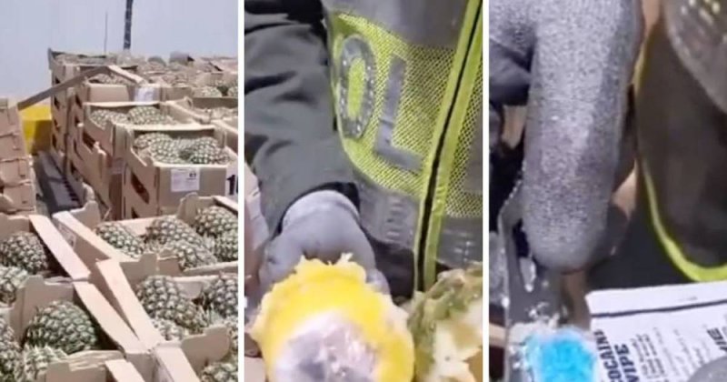 Hallan 63 kilos de cocaína escondidos al interior de piñas falsas en ...
