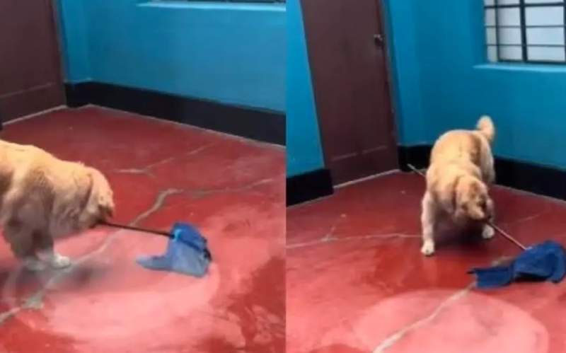 ¿Mi primera chamba? perrito trapeando se viraliza y revienta las redes