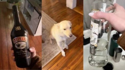 Perro toma botellas de alcohol y su dueña lo encuentra borracho (Video)